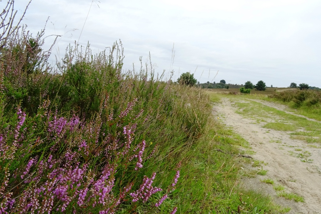 To dage på Lüneburger Heide. – Jyske Vandreture