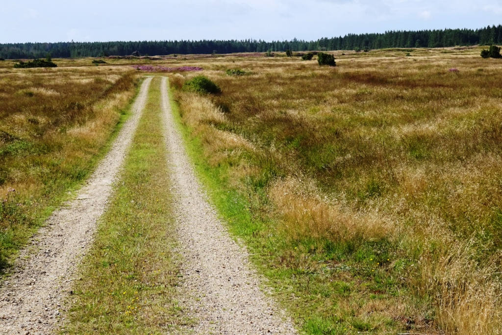 Harrild Hede (223). – Jyske Vandreture