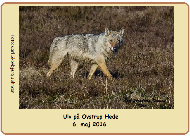 Sunds-Vildbjerg: Ovstrup Hede (243). – Jyske Vandreture