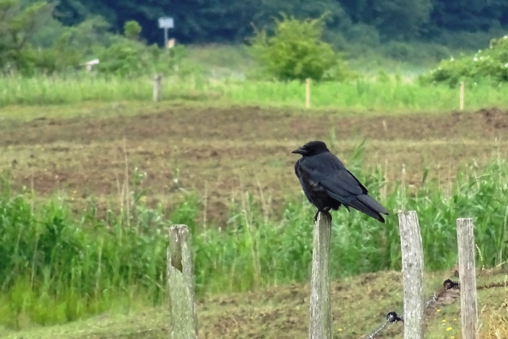 Eckernförde-Strande (370). – Jyske Vandreture
