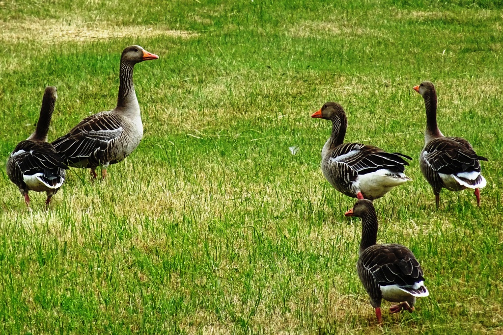 Eckernförde-Strande (370). – Jyske Vandreture