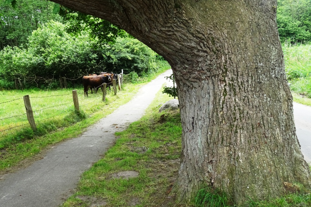 Eckernförde-Strande (370). – Jyske Vandreture