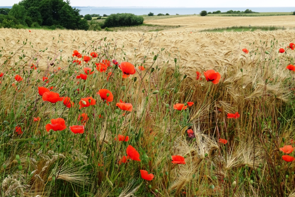 Eckernförde-Strande (370). – Jyske Vandreture