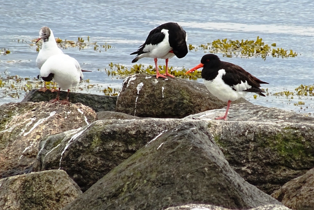 Eckernförde-Strande (370). – Jyske Vandreture