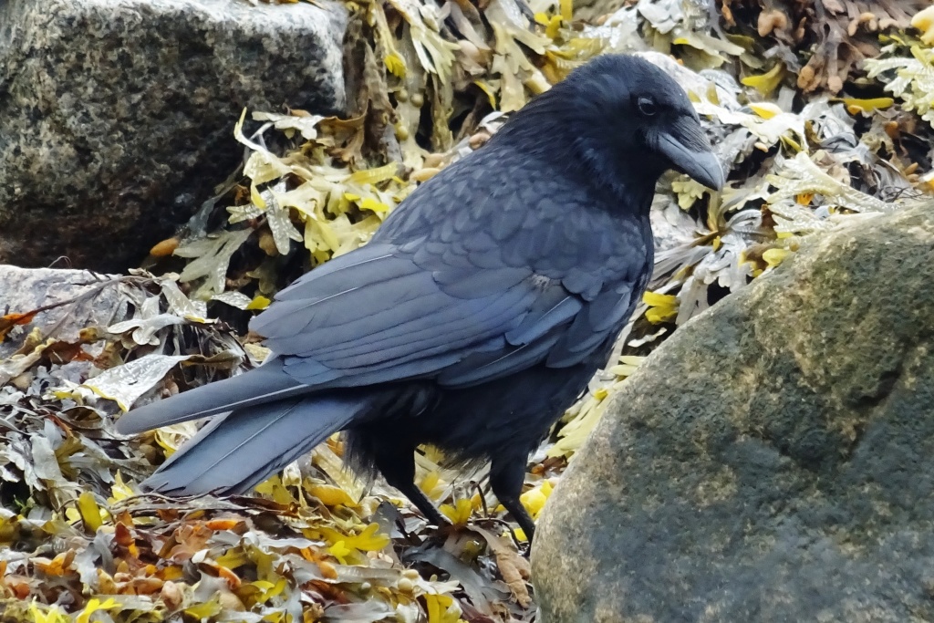 Strande-Preetz (371). – Jyske Vandreture