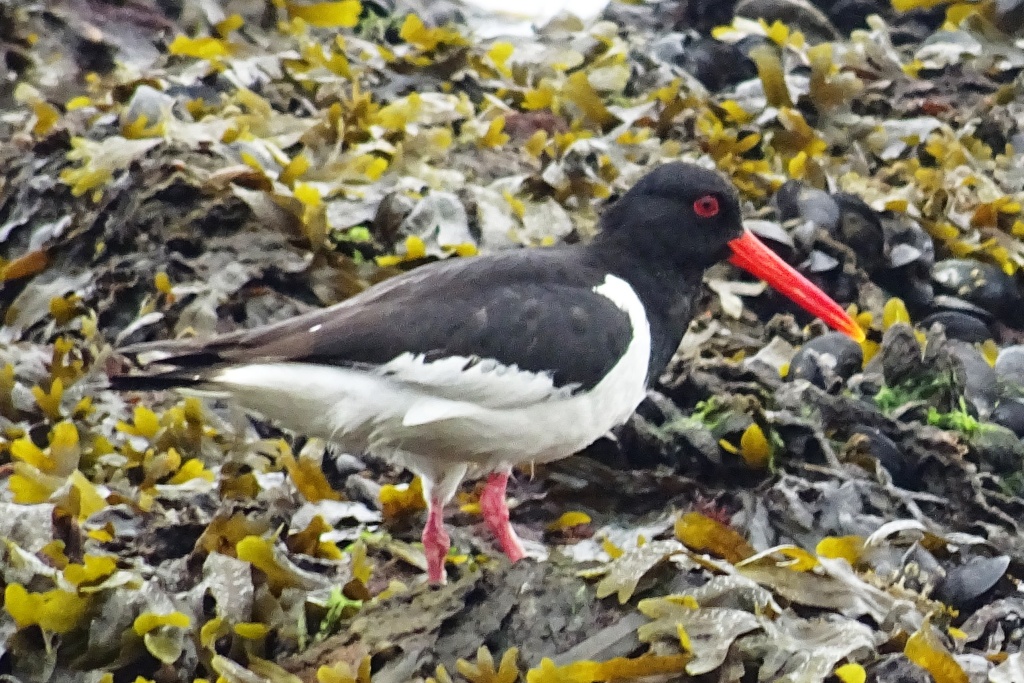 Strande-Preetz (371). – Jyske Vandreture