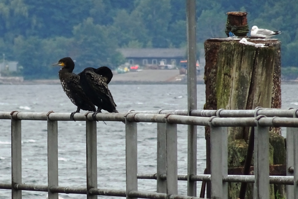 Strande-Preetz (371). – Jyske Vandreture